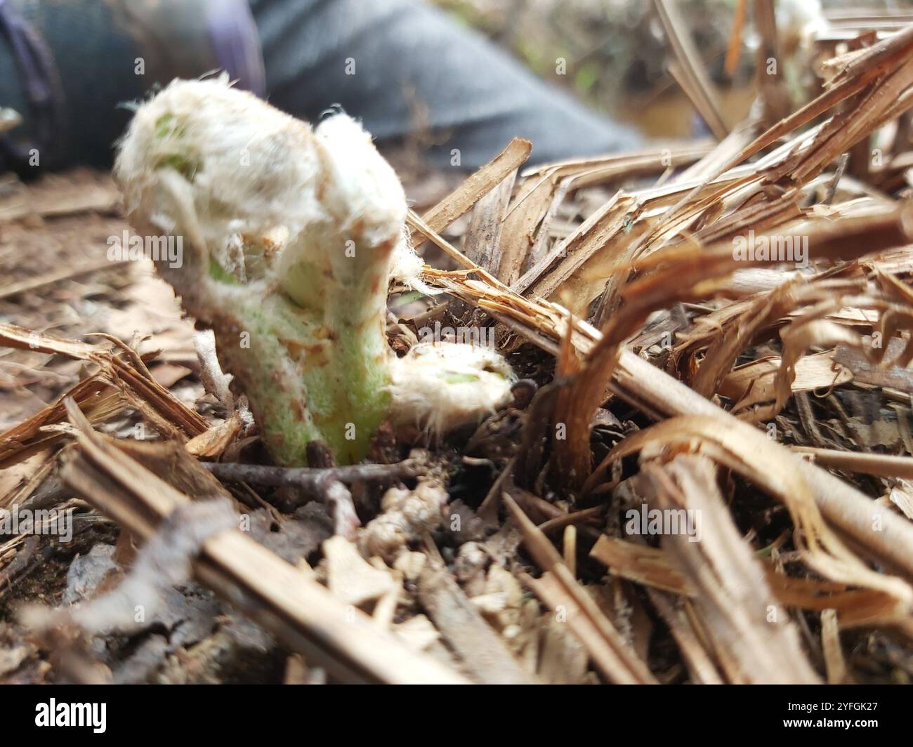 Royal fern family (Osmundaceae Stock Photo - Alamy