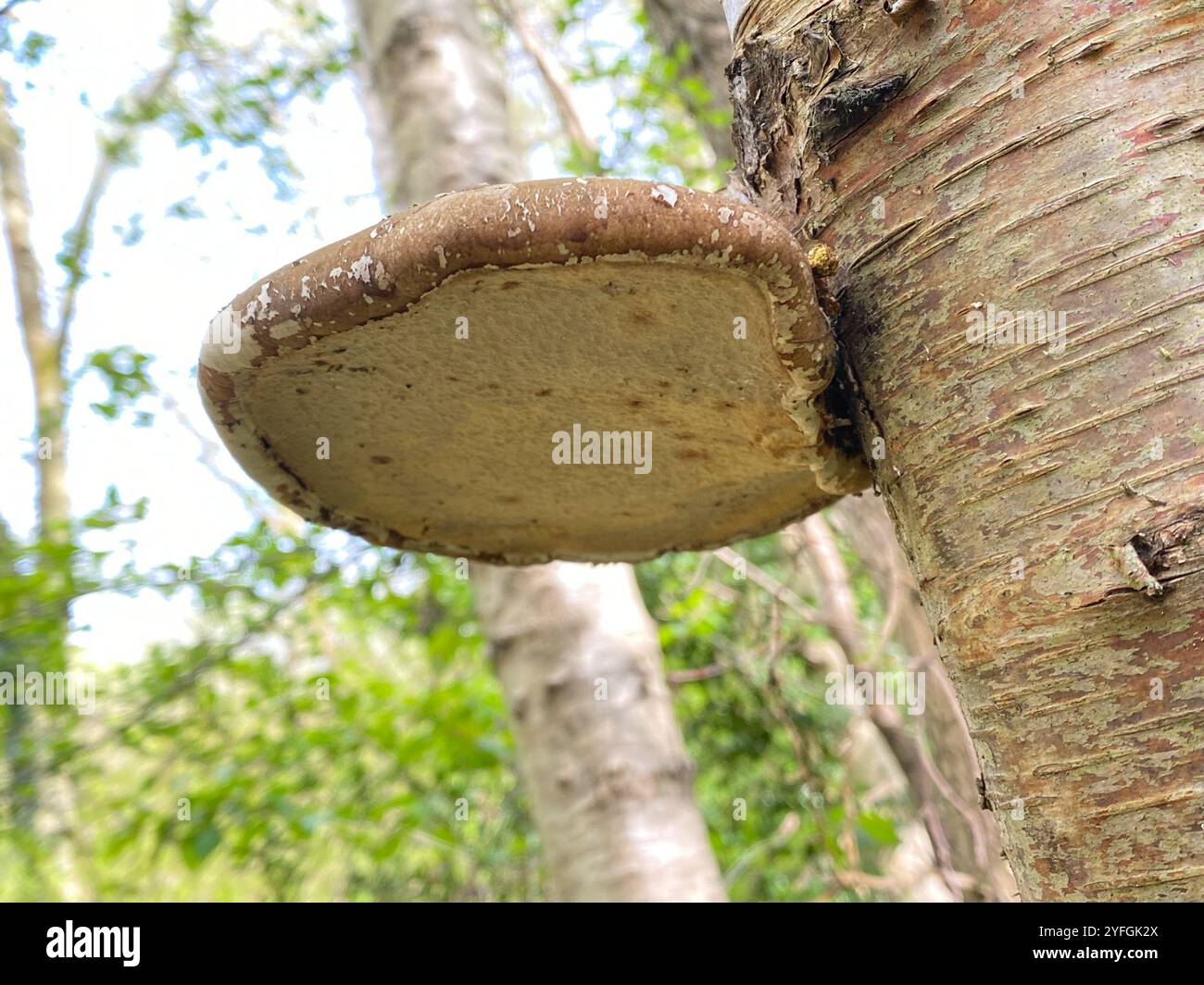 birch polypore (Fomitopsis betulina Stock Photo - Alamy