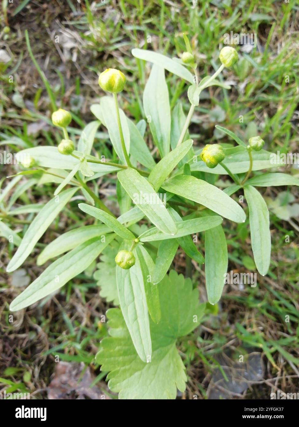 One-leaf buttercup (Ranunculus monophyllus Stock Photo - Alamy