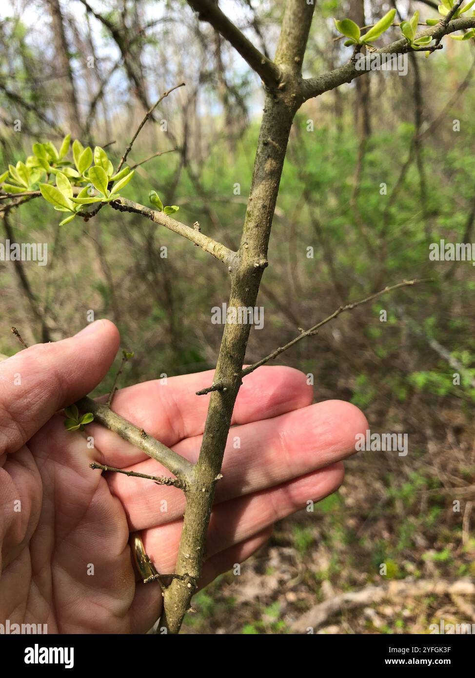 border privet (Ligustrum obtusifolium Stock Photo - Alamy