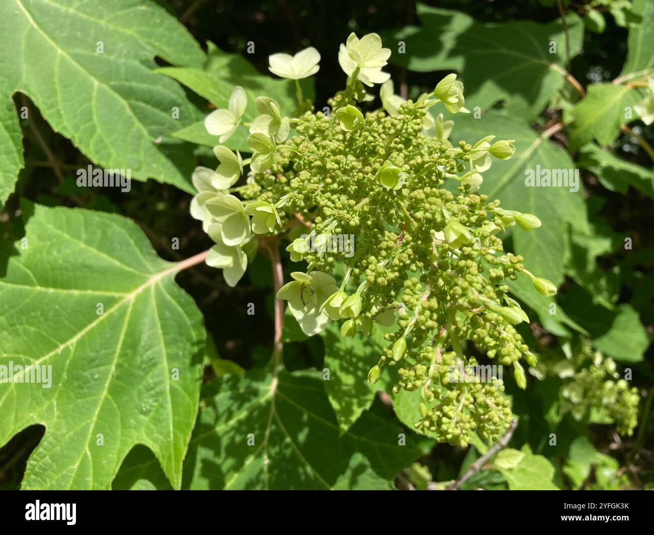 oakleaf hydrangea (Hydrangea quercifolia Stock Photo - Alamy
