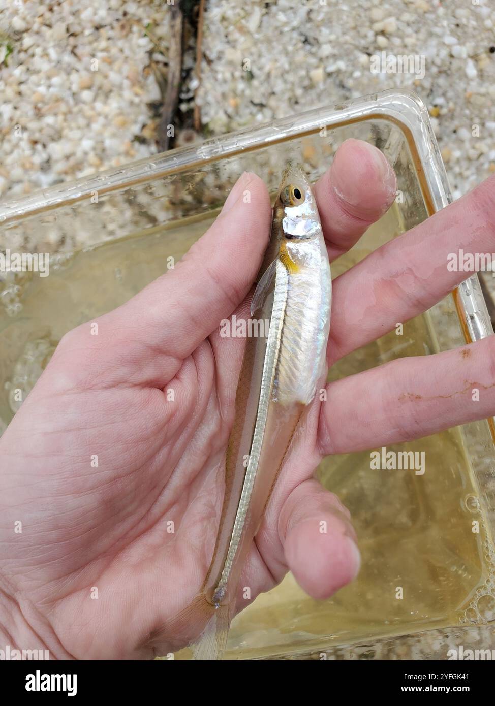 Atlantic Silverside (Menidia menidia Stock Photo - Alamy