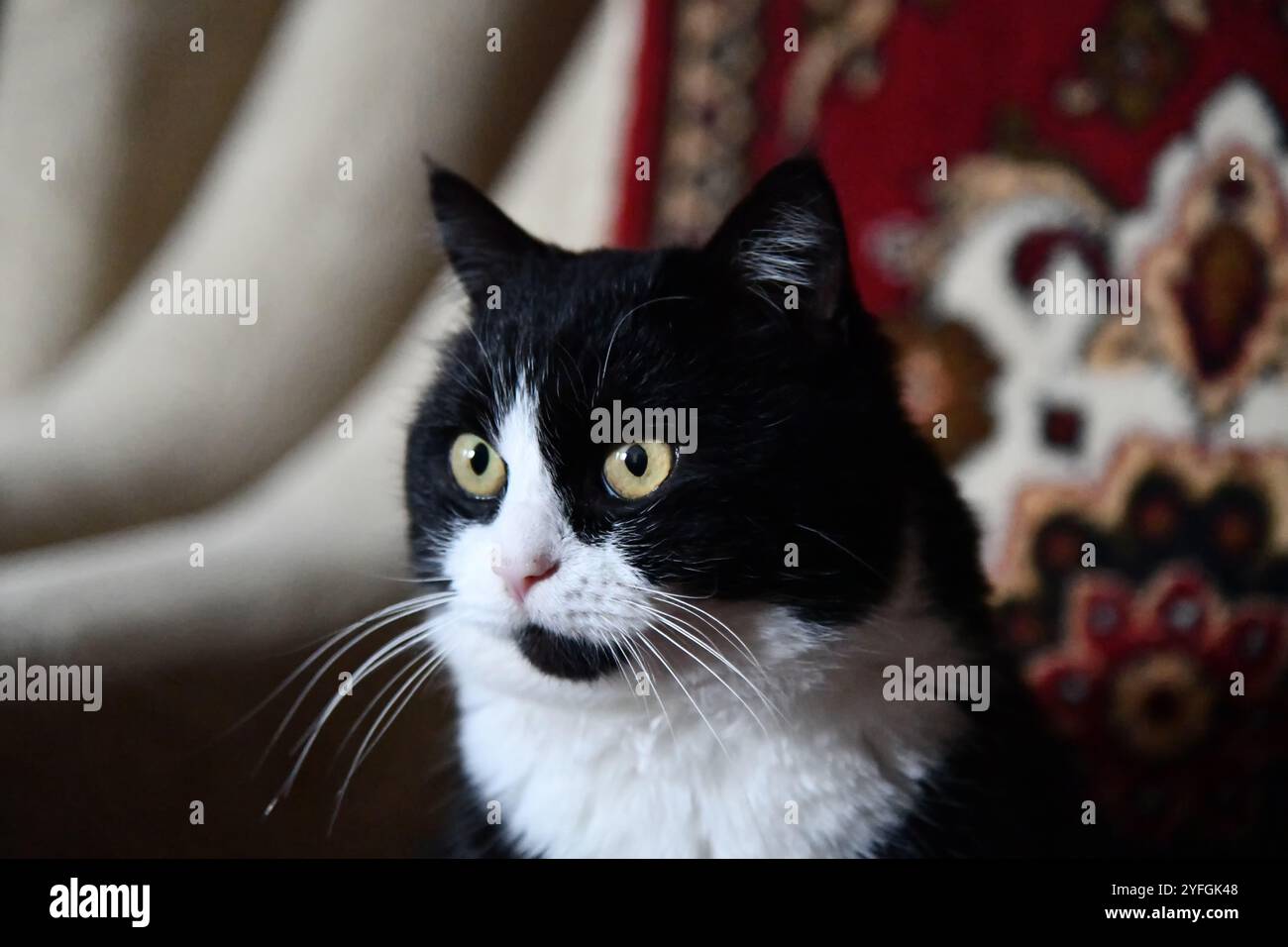Cat full body looking at camera, looking at camera Stock Photo - Alamy