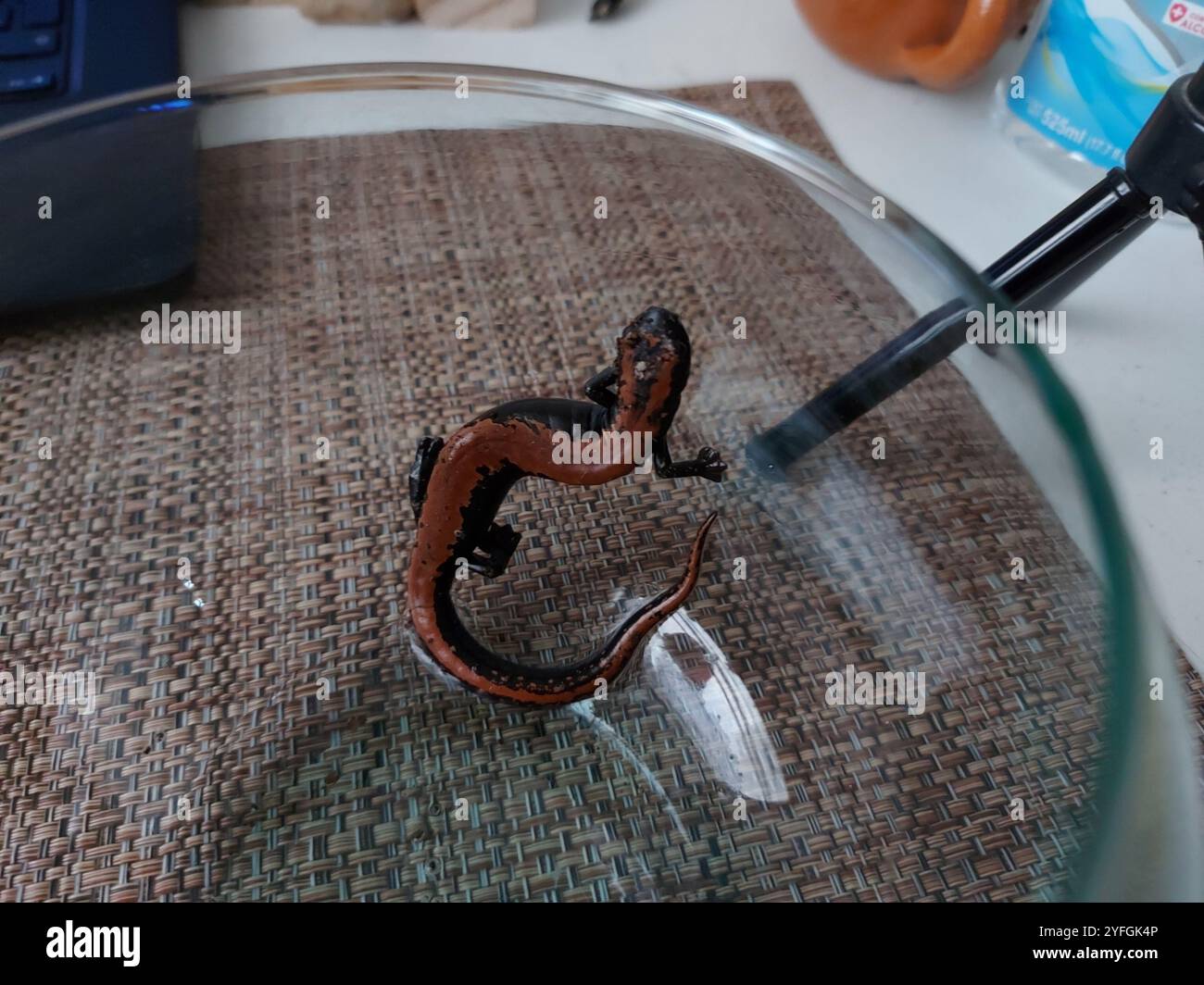 Broadfoot Mushroomtongue Salamander (Bolitoglossa platydactyla Stock ...