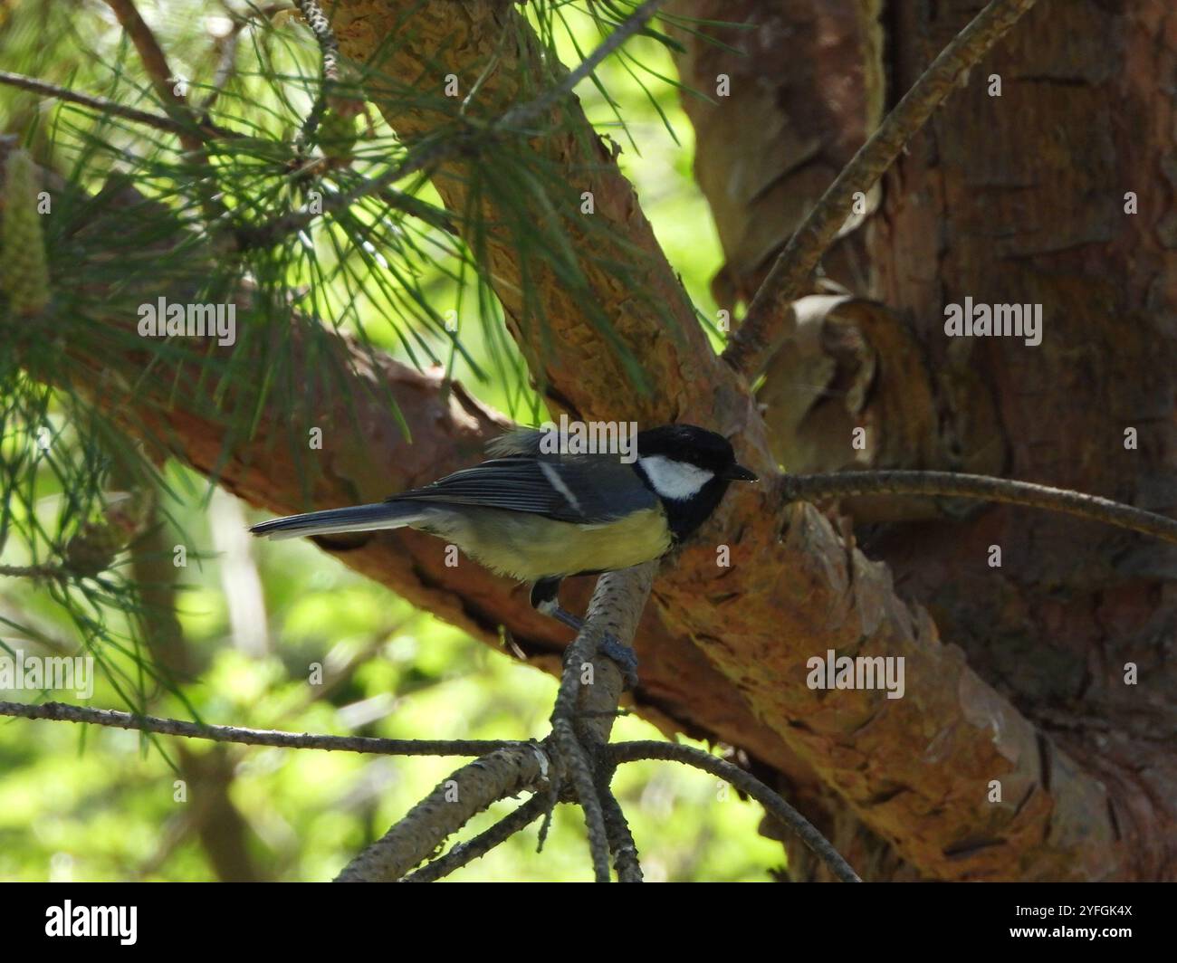 Great Tit (Parus major Stock Photo - Alamy