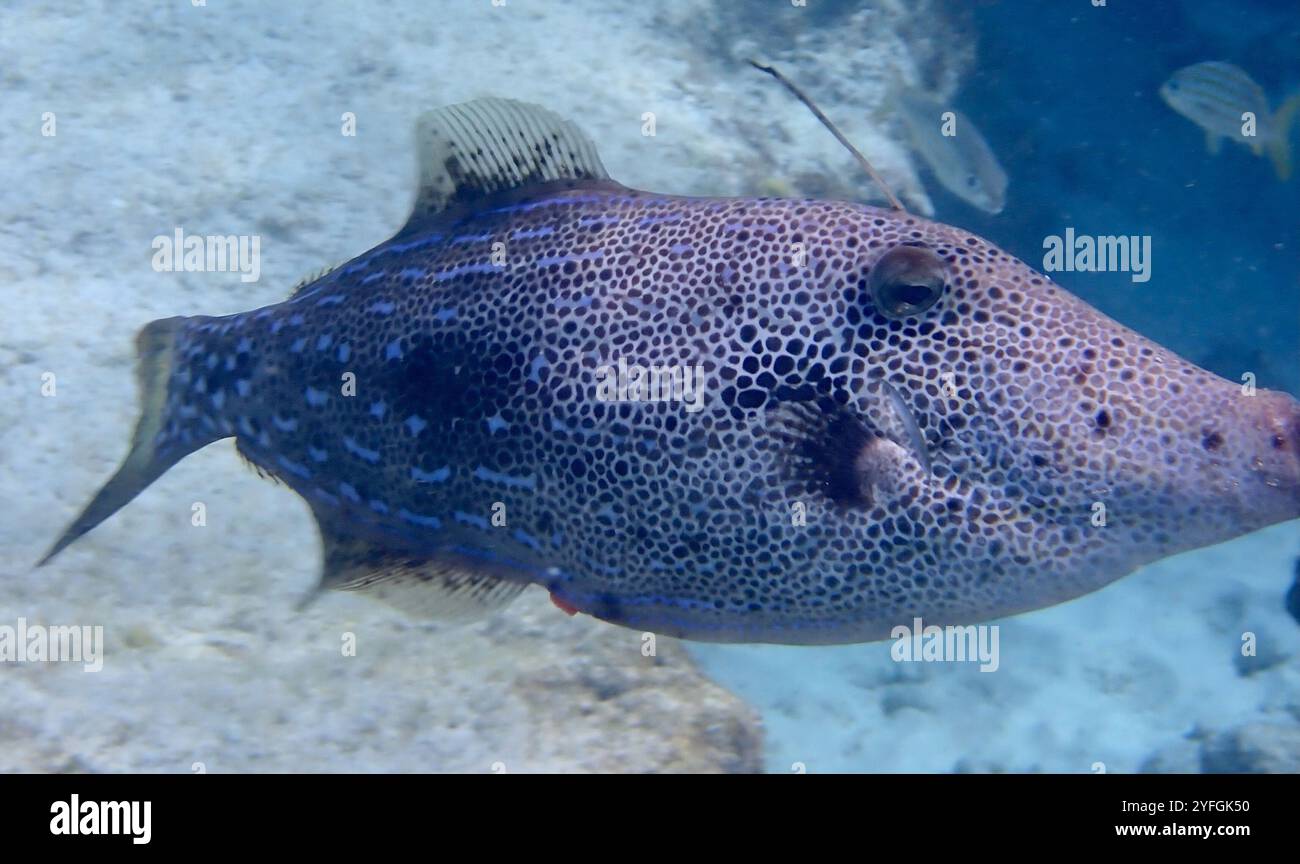 Scrawled Filefish (Aluterus scriptus Stock Photo - Alamy