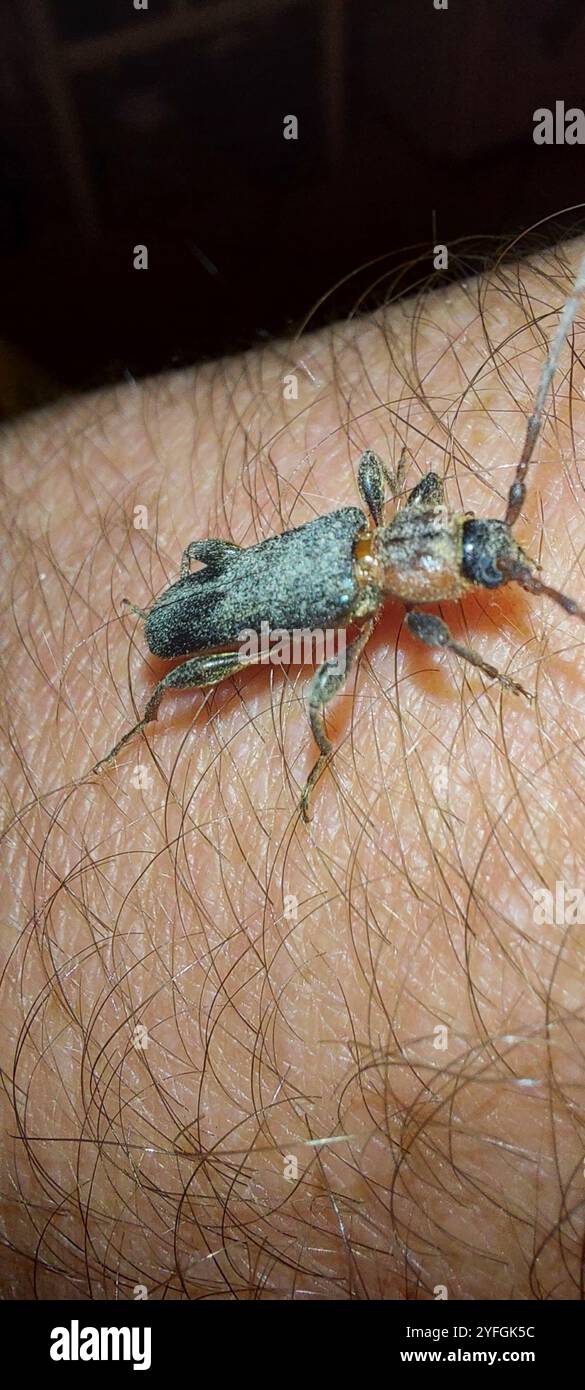 Tanbark Borer (Phymatodes testaceus Stock Photo - Alamy
