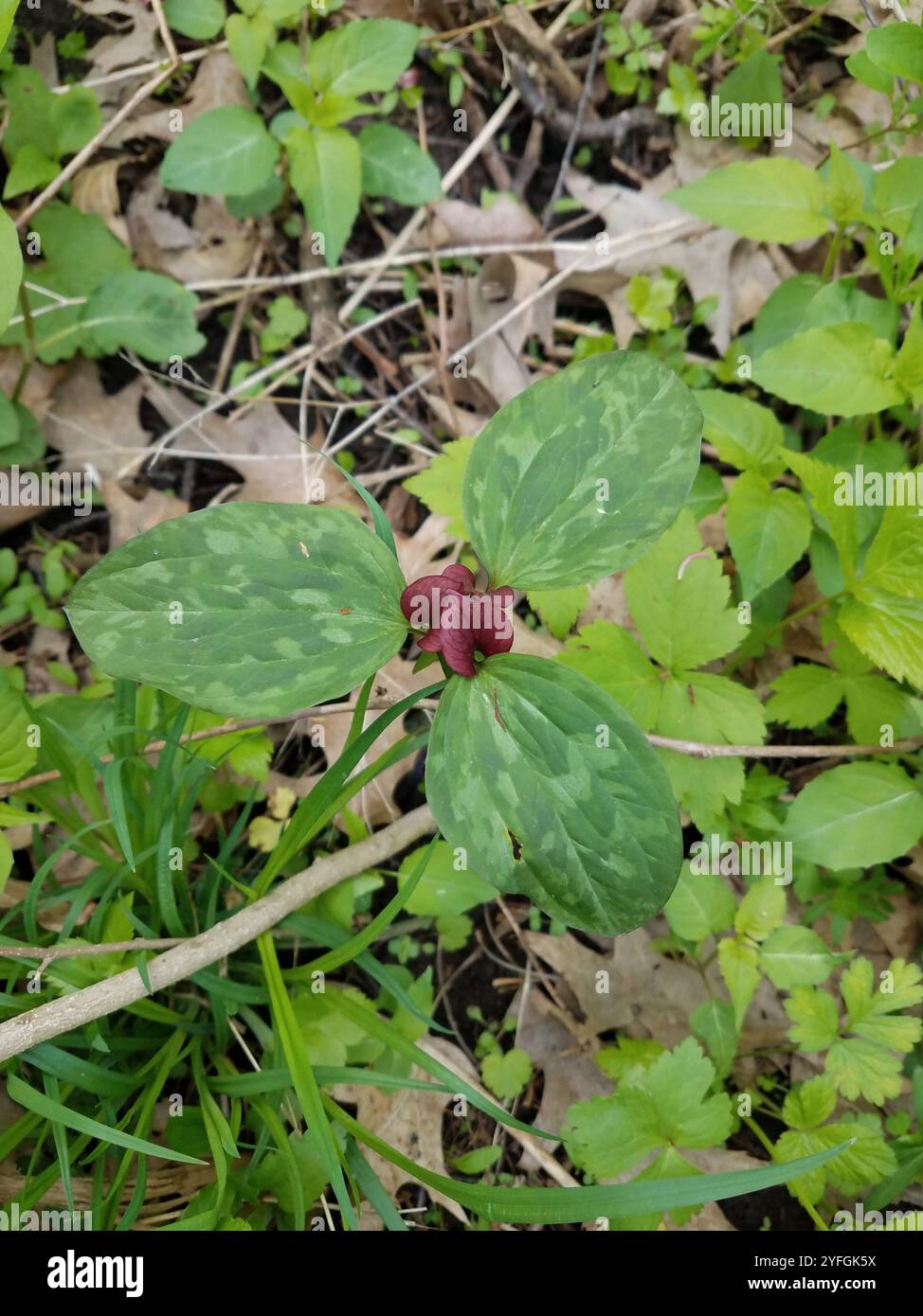 prairie trillium (Trillium recurvatum Stock Photo - Alamy