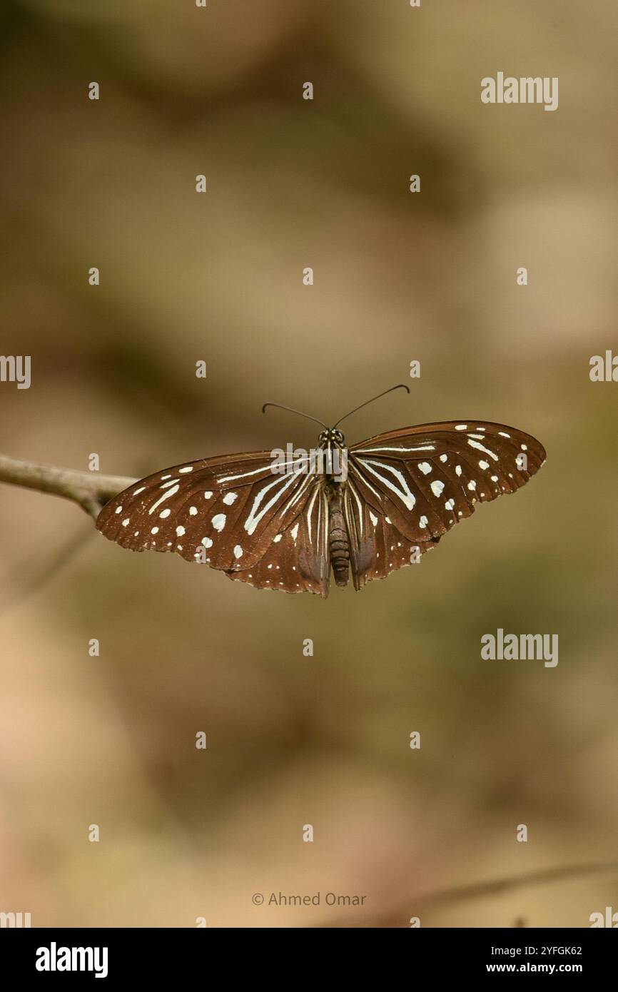 Nilgiri Tiger (Parantica nilgiriensis Stock Photo - Alamy