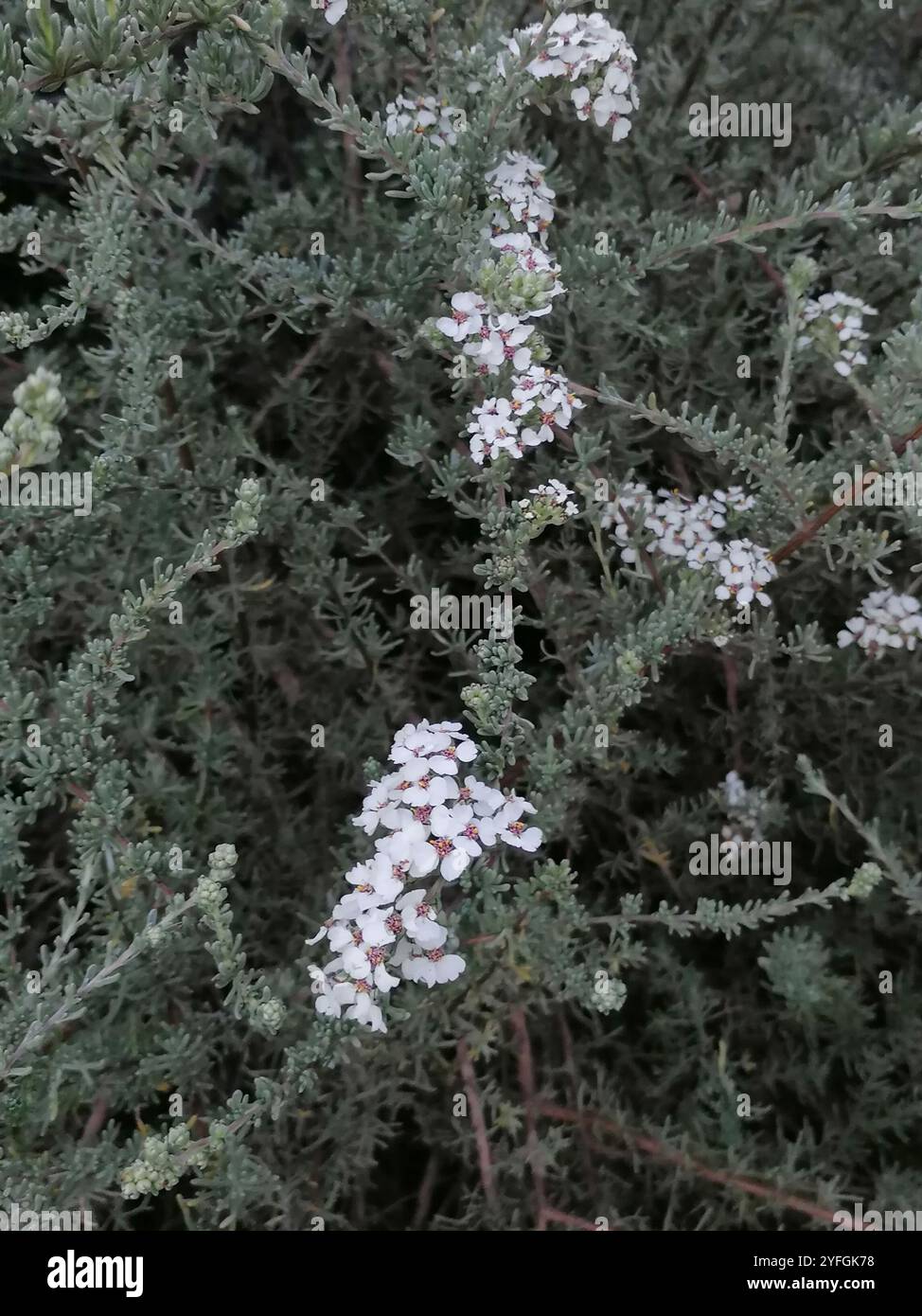 Cape Snow Bush (Eriocephalus africanus Stock Photo - Alamy