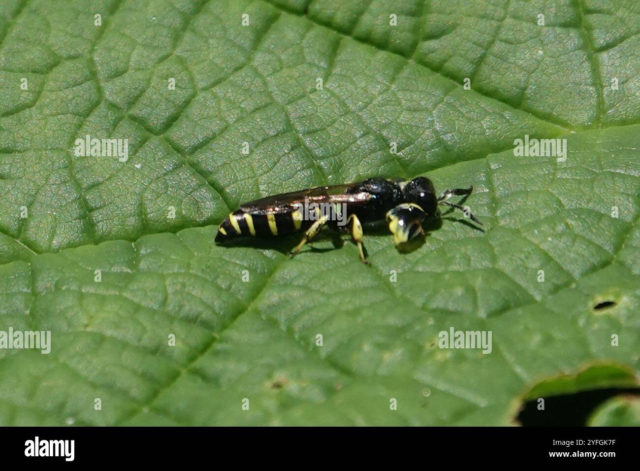 Square-headed Wasps, Sand Wasps, and Allies (Crabronidae Stock Photo ...
