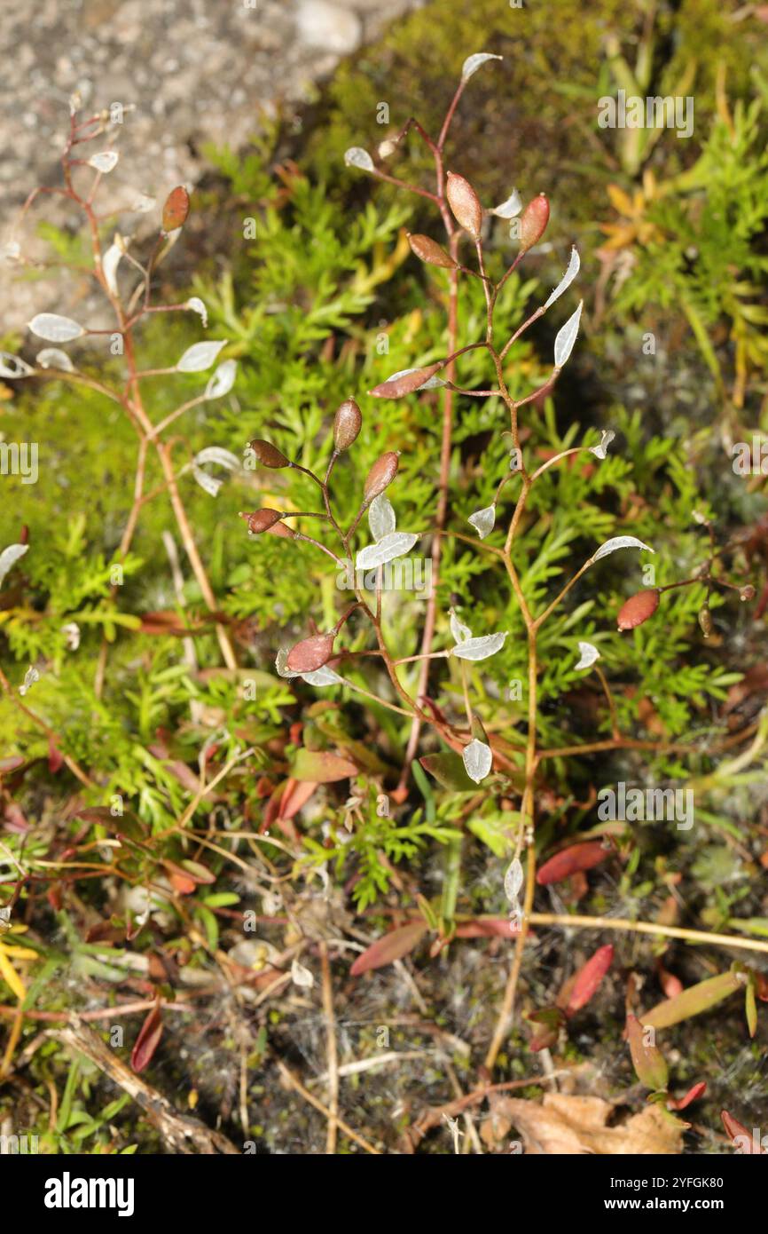 Common Whitlowgrass (Draba verna Stock Photo - Alamy