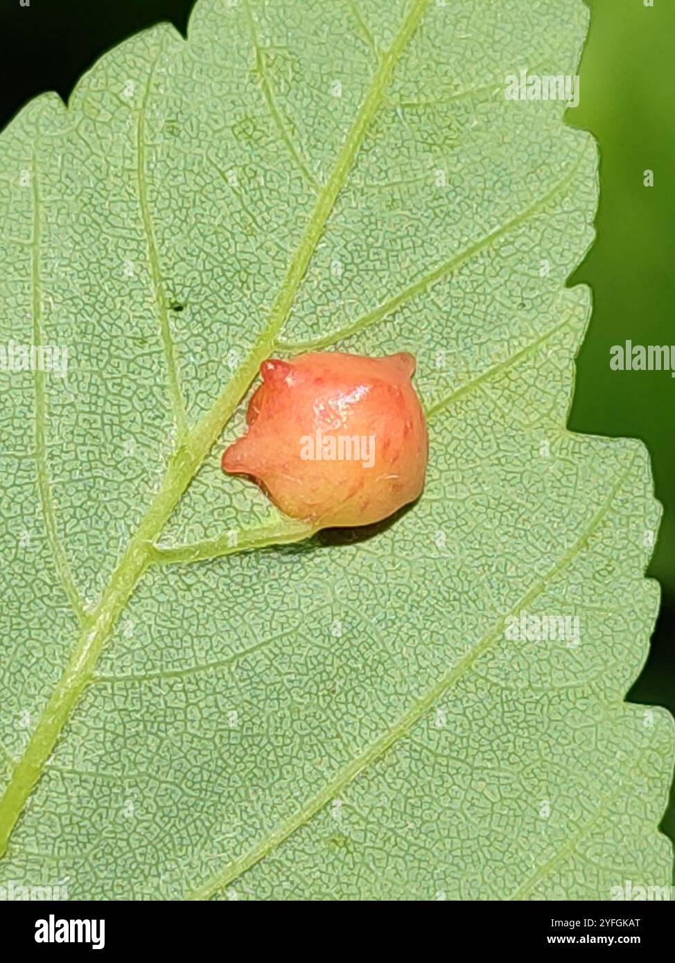 Maple gall wasp (Pediaspis aceris Stock Photo - Alamy