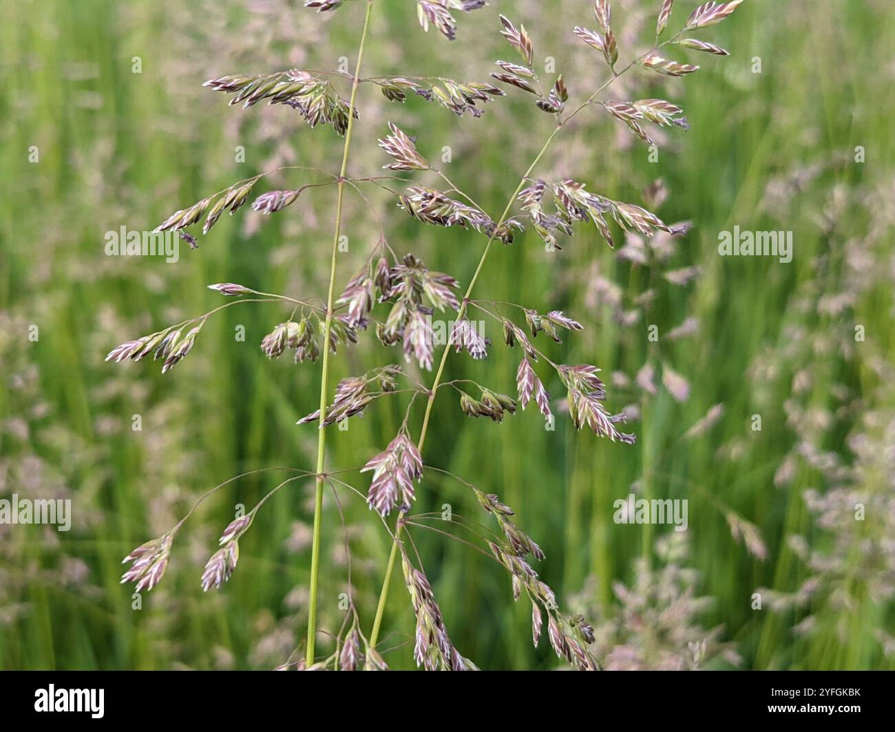 Smooth Meadow-grass (Poa pratensis Stock Photo - Alamy