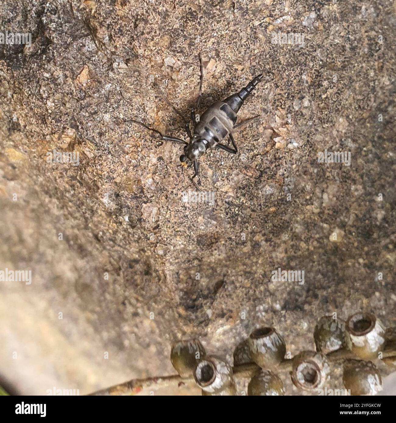 Wingless fly hi-res stock photography and images - Alamy