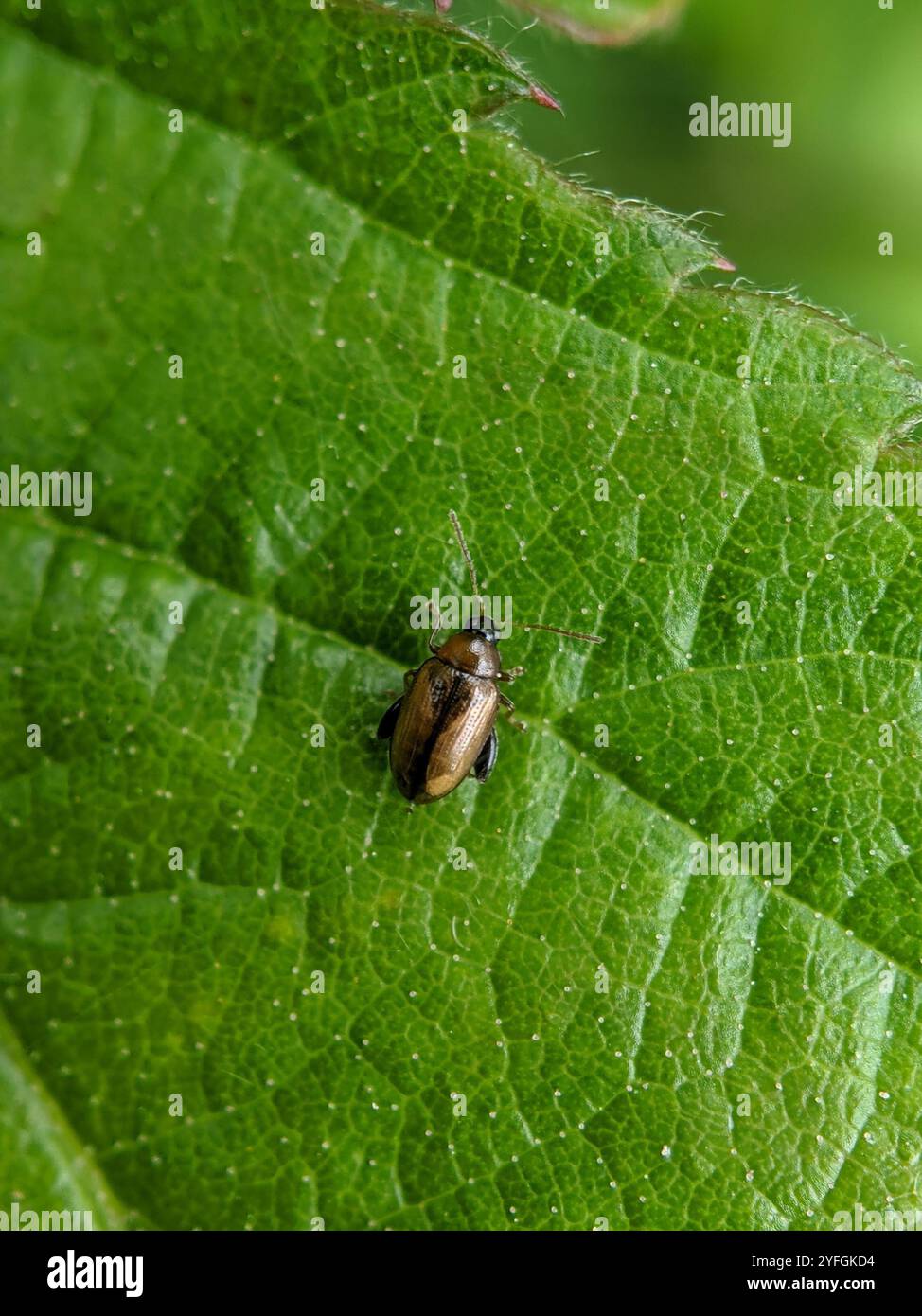 Flea Beetles (Alticini Stock Photo - Alamy
