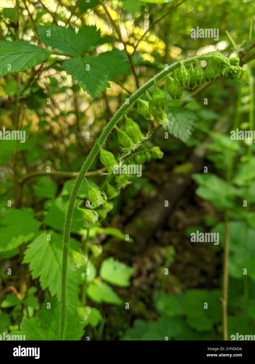 fringe cups (Tellima grandiflora Stock Photo - Alamy