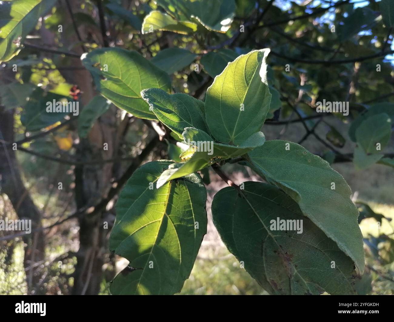 Cape Fig (Ficus sur Stock Photo - Alamy