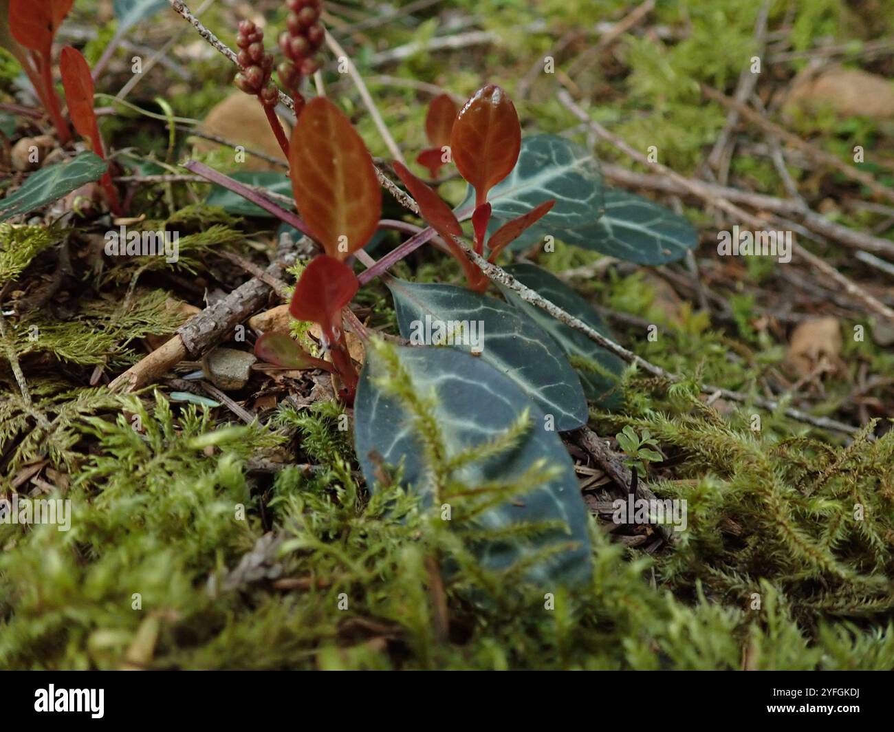white-veined wintergreen (Pyrola picta Stock Photo - Alamy