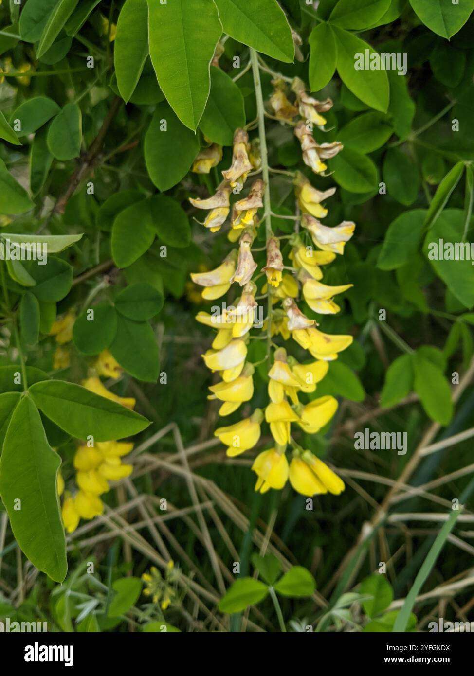 Common Laburnum (Laburnum anagyroides Stock Photo - Alamy