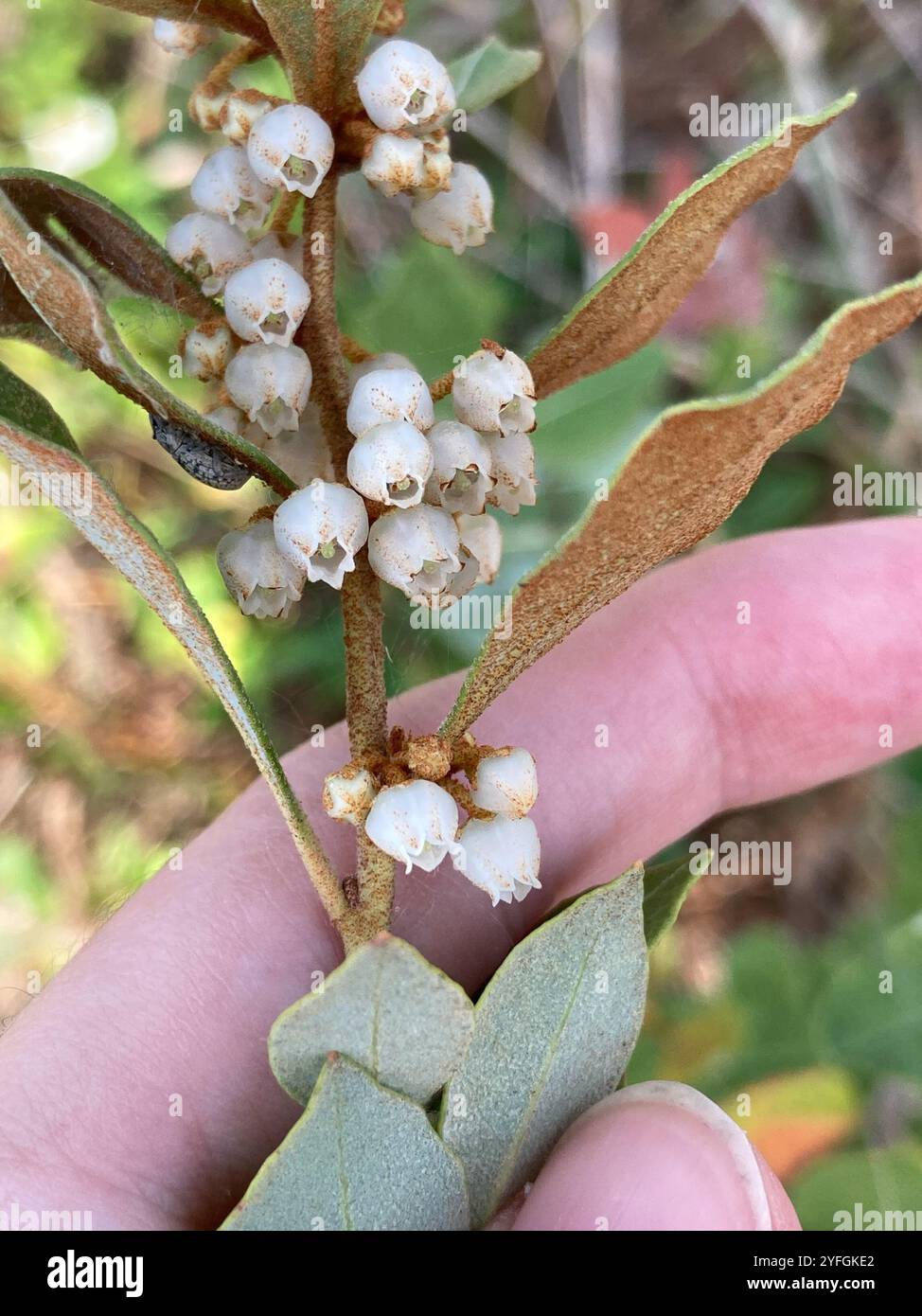 coastal plain staggerbush (Lyonia fruticosa Stock Photo - Alamy