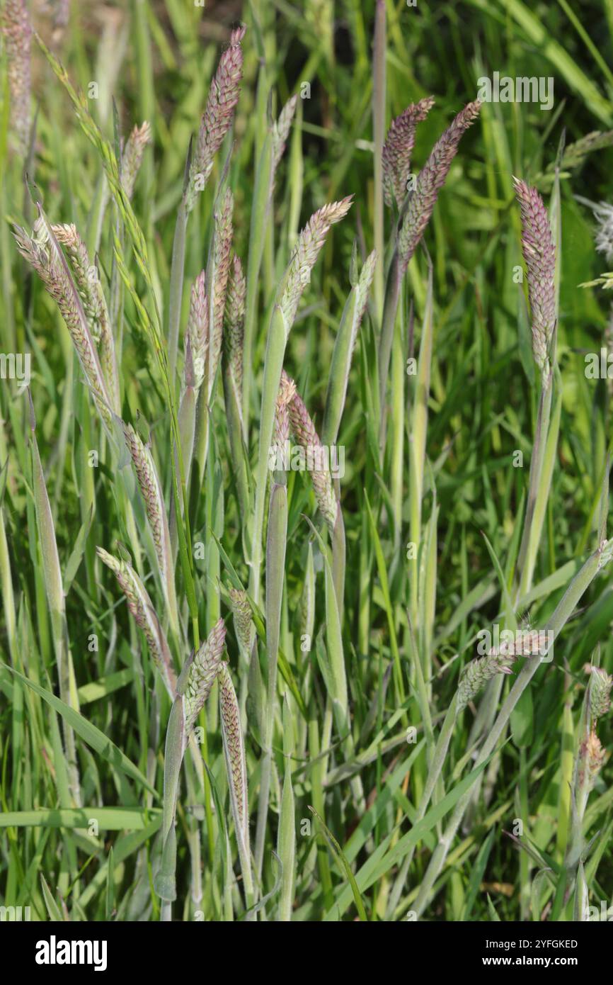 Yorkshire fog (Holcus lanatus Stock Photo - Alamy