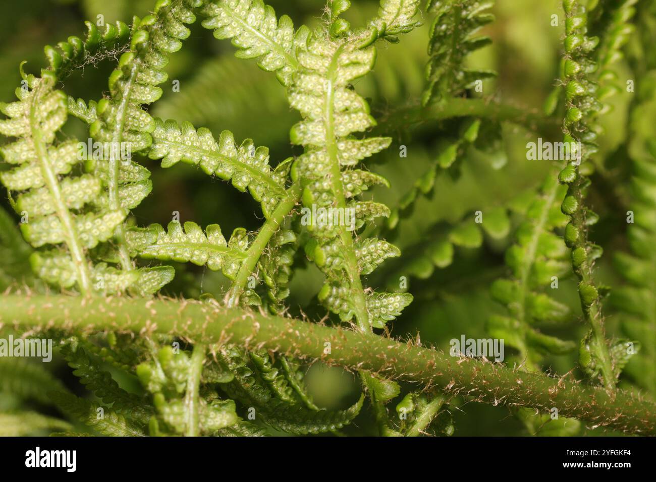 male fern (Dryopteris filix-mas Stock Photo - Alamy