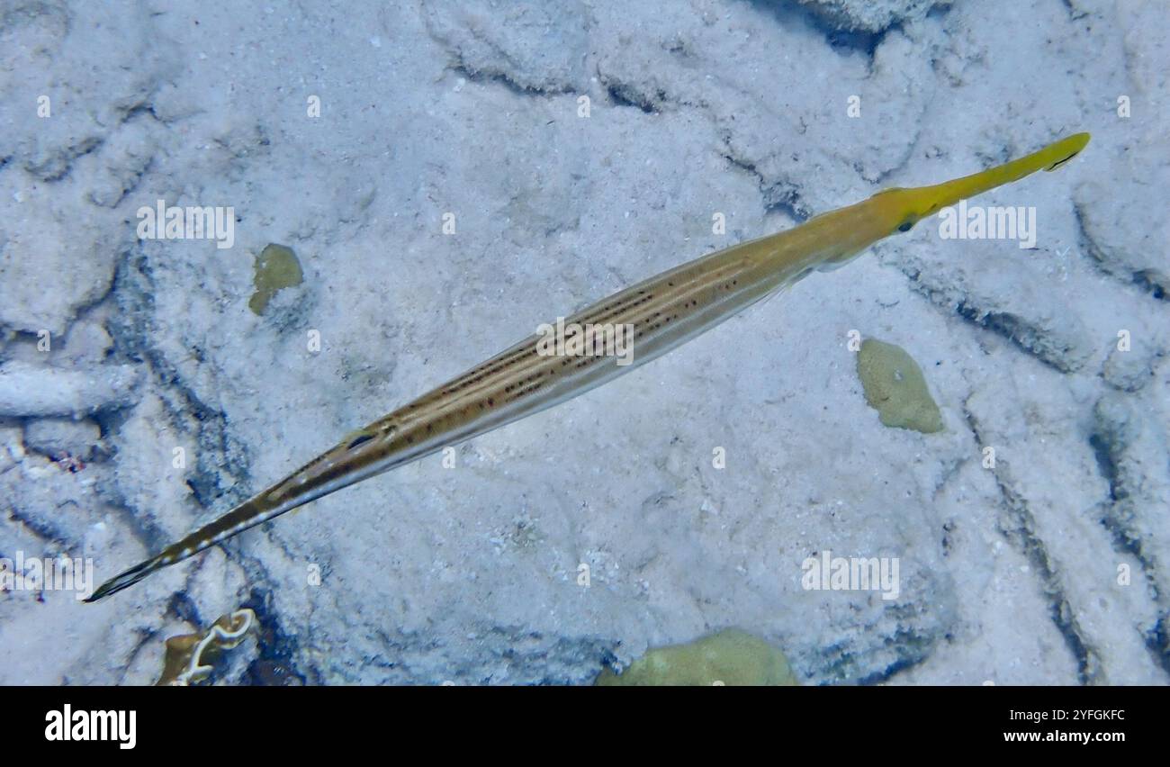 Western Atlantic Trumpetfish (Aulostomus maculatus Stock Photo - Alamy