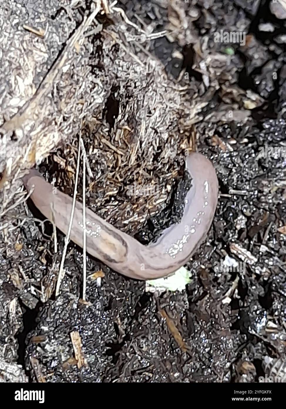 Striped Greenhouse Slug (Ambigolimax valentianus Stock Photo - Alamy