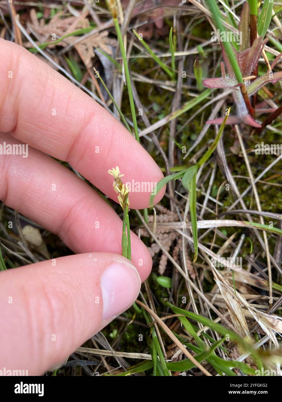 Pennsylvania sedge (Carex pensylvanica Stock Photo - Alamy
