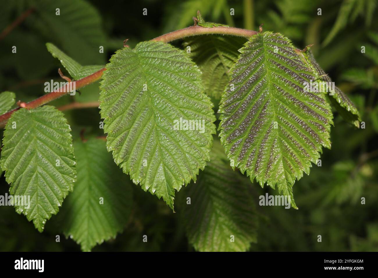 Wych Elm (Ulmus glabra Stock Photo - Alamy
