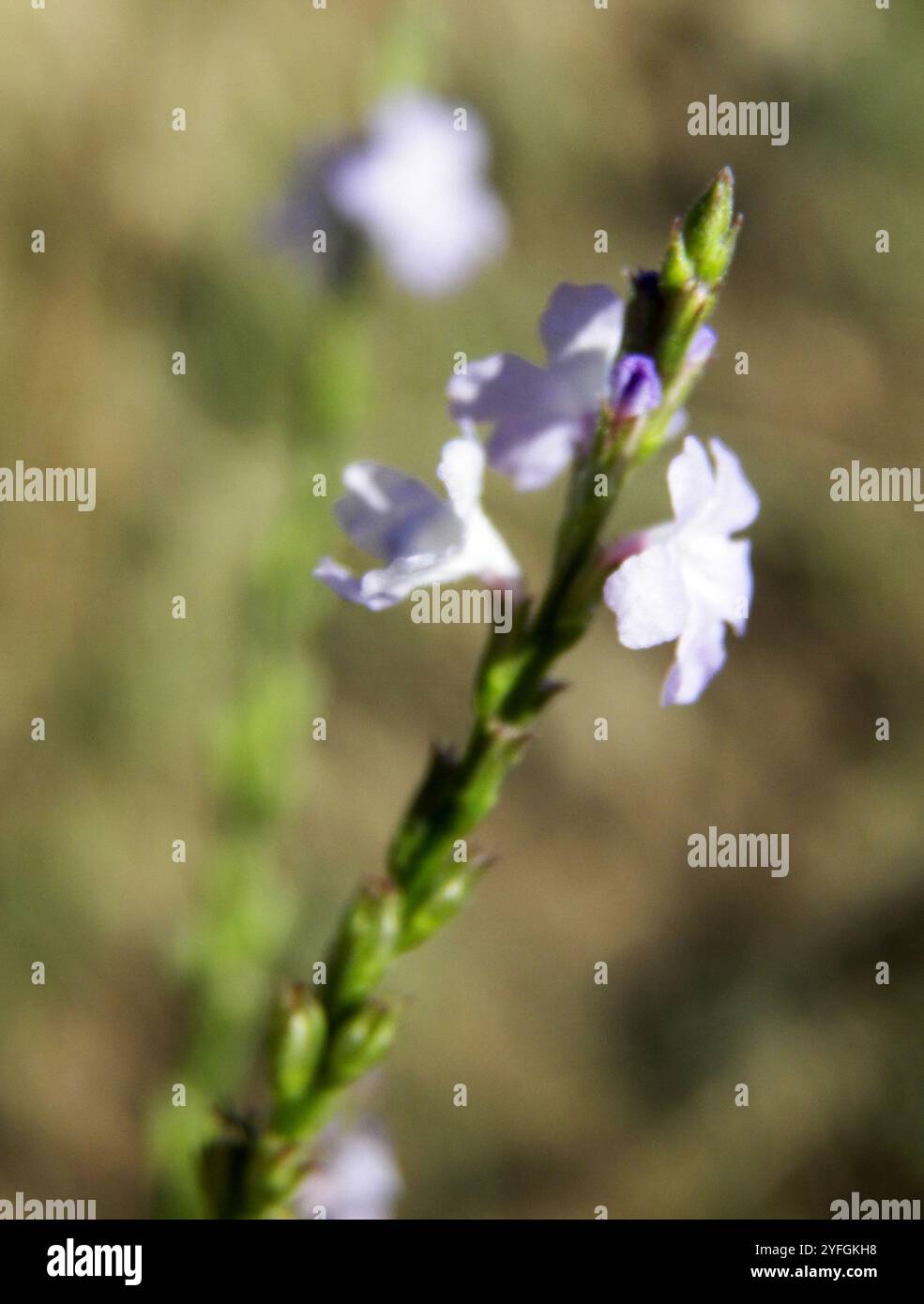 Texas vervain hi-res stock photography and images - Alamy