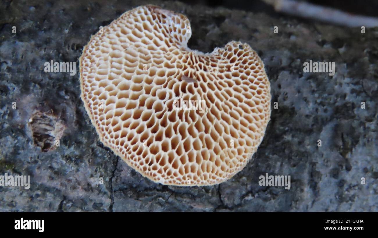 hexagonal-pored polypore (Neofavolus alveolaris Stock Photo - Alamy
