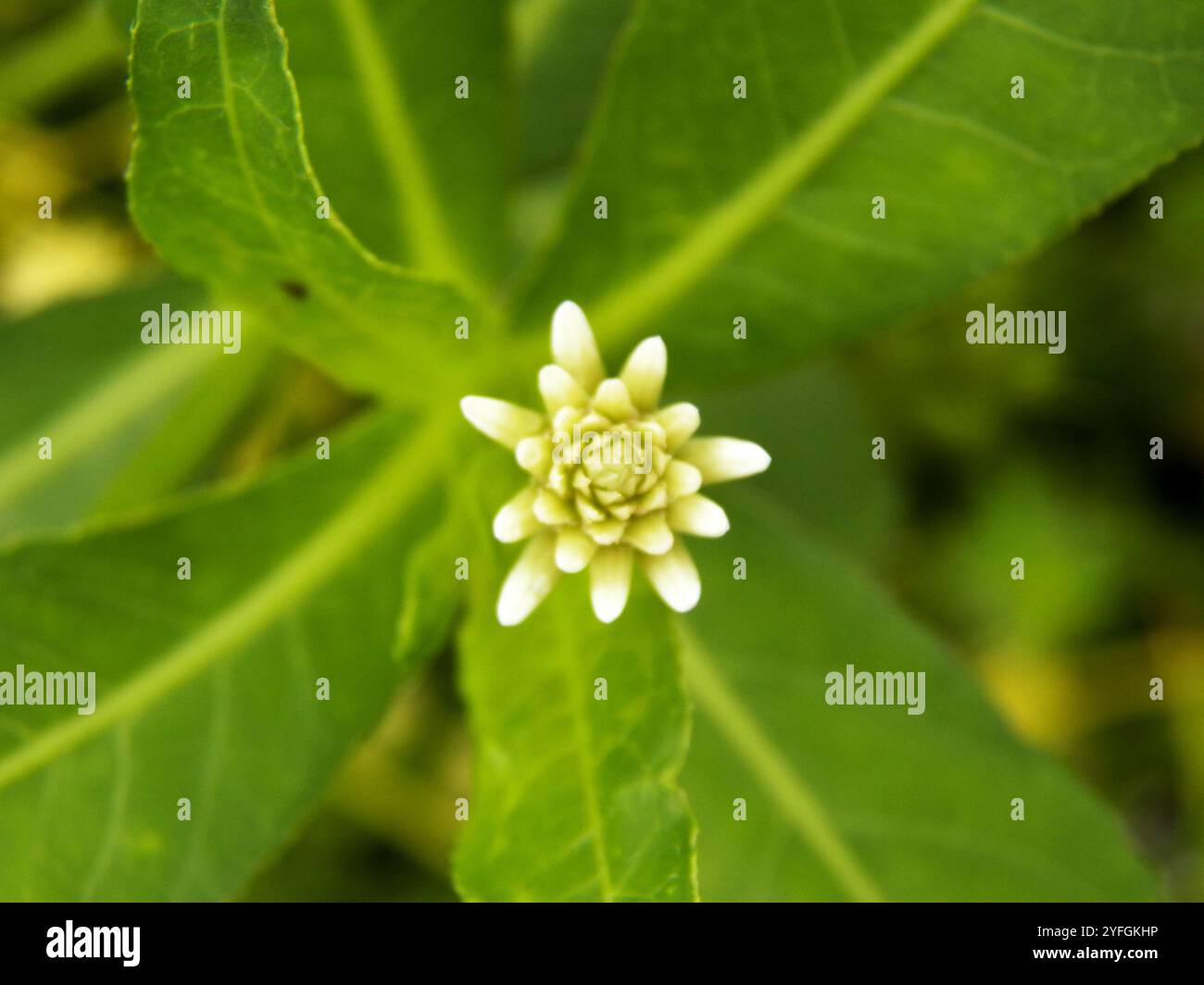 Alligatorweed (Alternanthera philoxeroides Stock Photo - Alamy