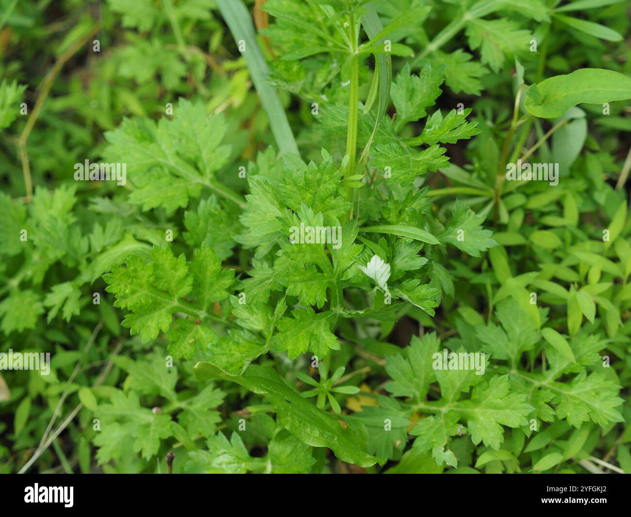 common mugwort (Artemisia vulgaris Stock Photo - Alamy