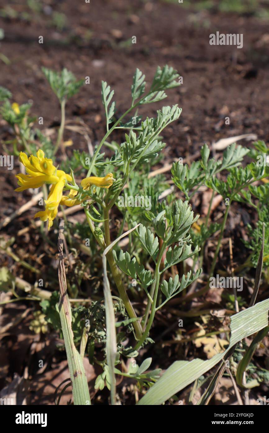 golden corydalis (Corydalis aurea Stock Photo - Alamy