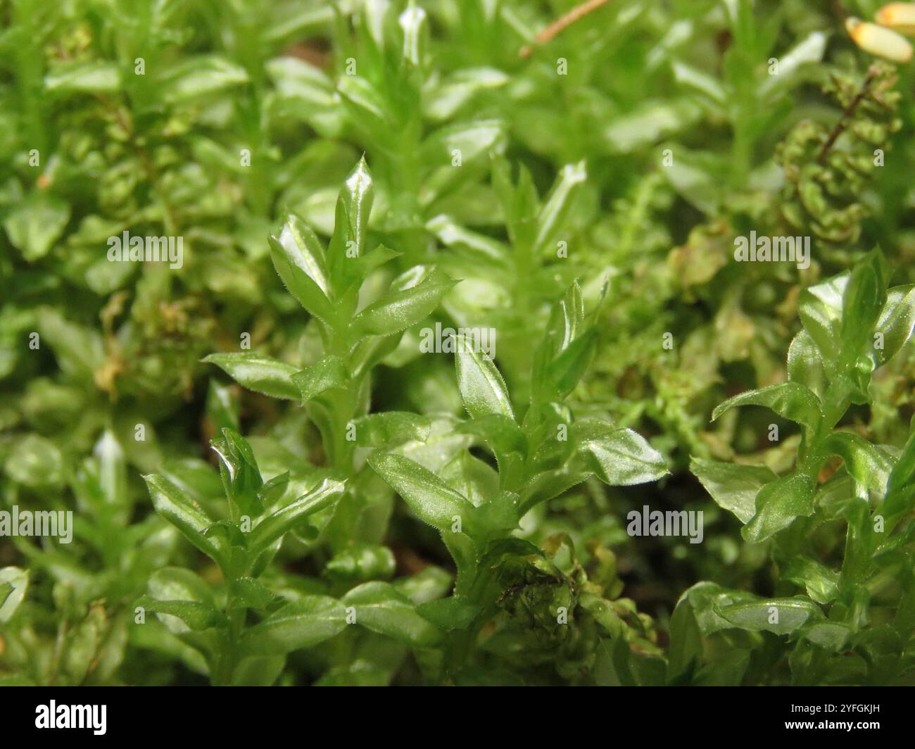 Badge Moss (Plagiomnium insigne Stock Photo - Alamy