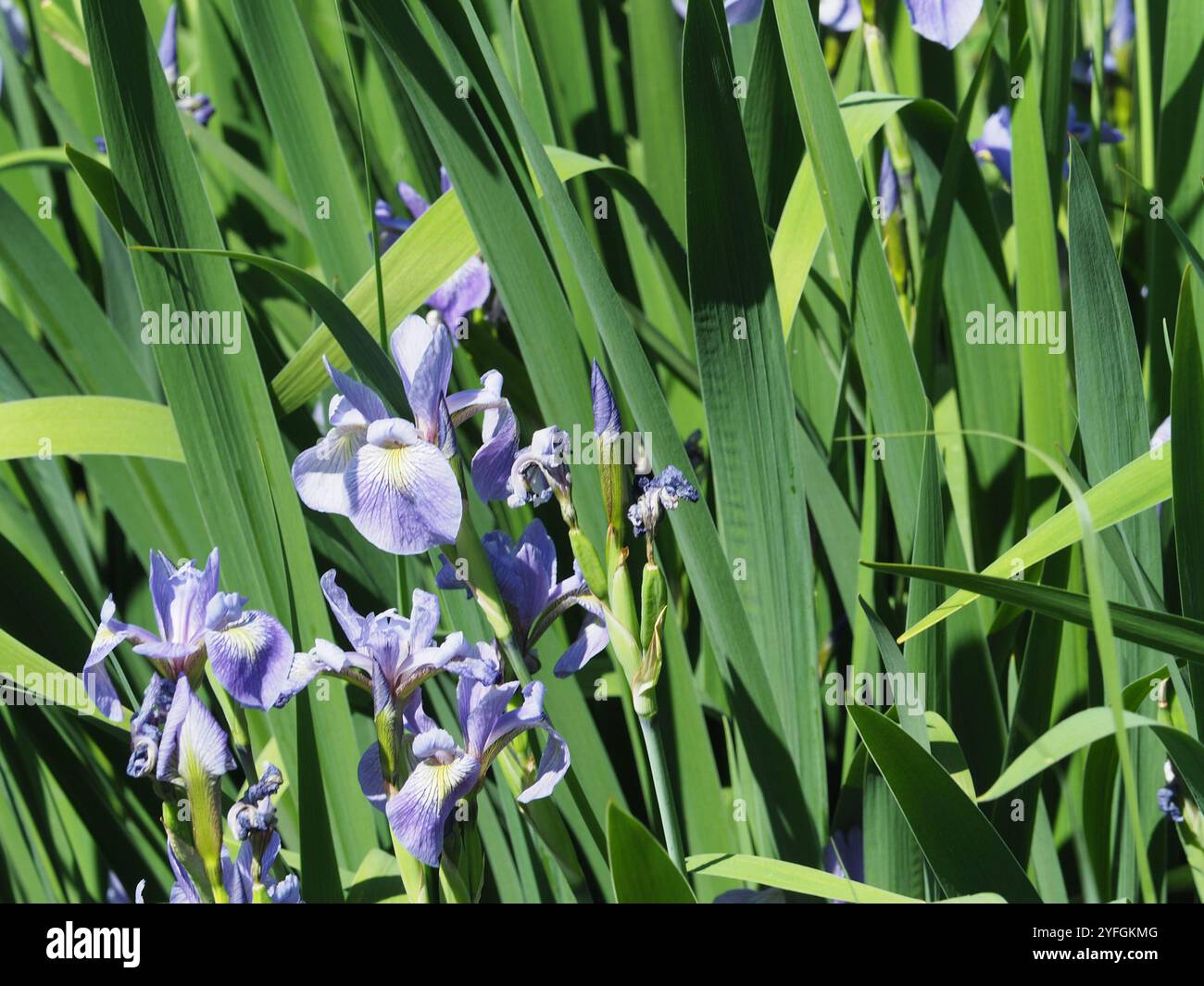 southern blue flag (Iris virginica Stock Photo - Alamy