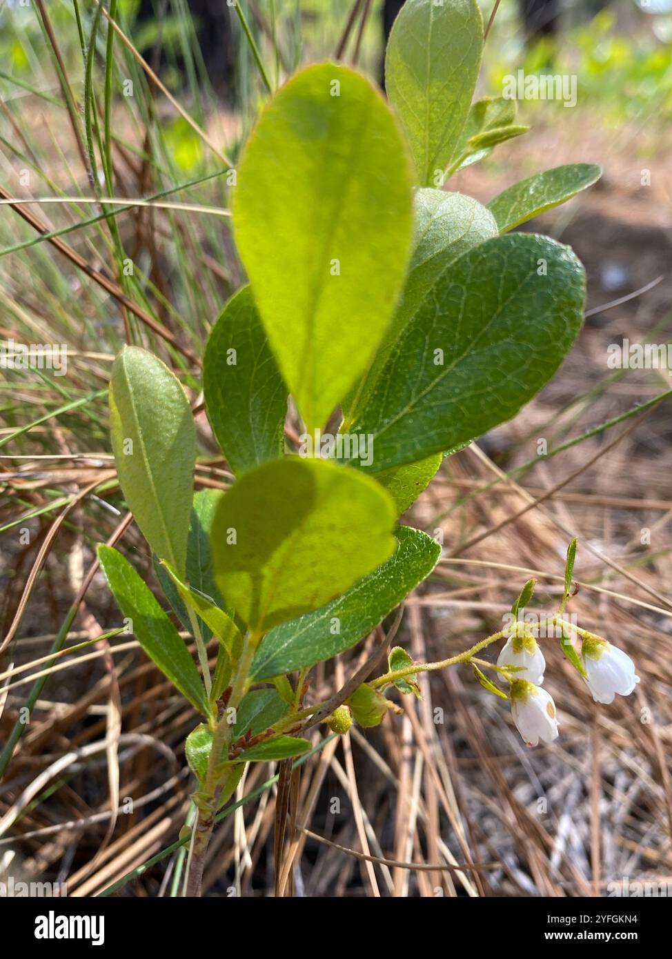 dwarf huckleberry (Gaylussacia dumosa Stock Photo - Alamy