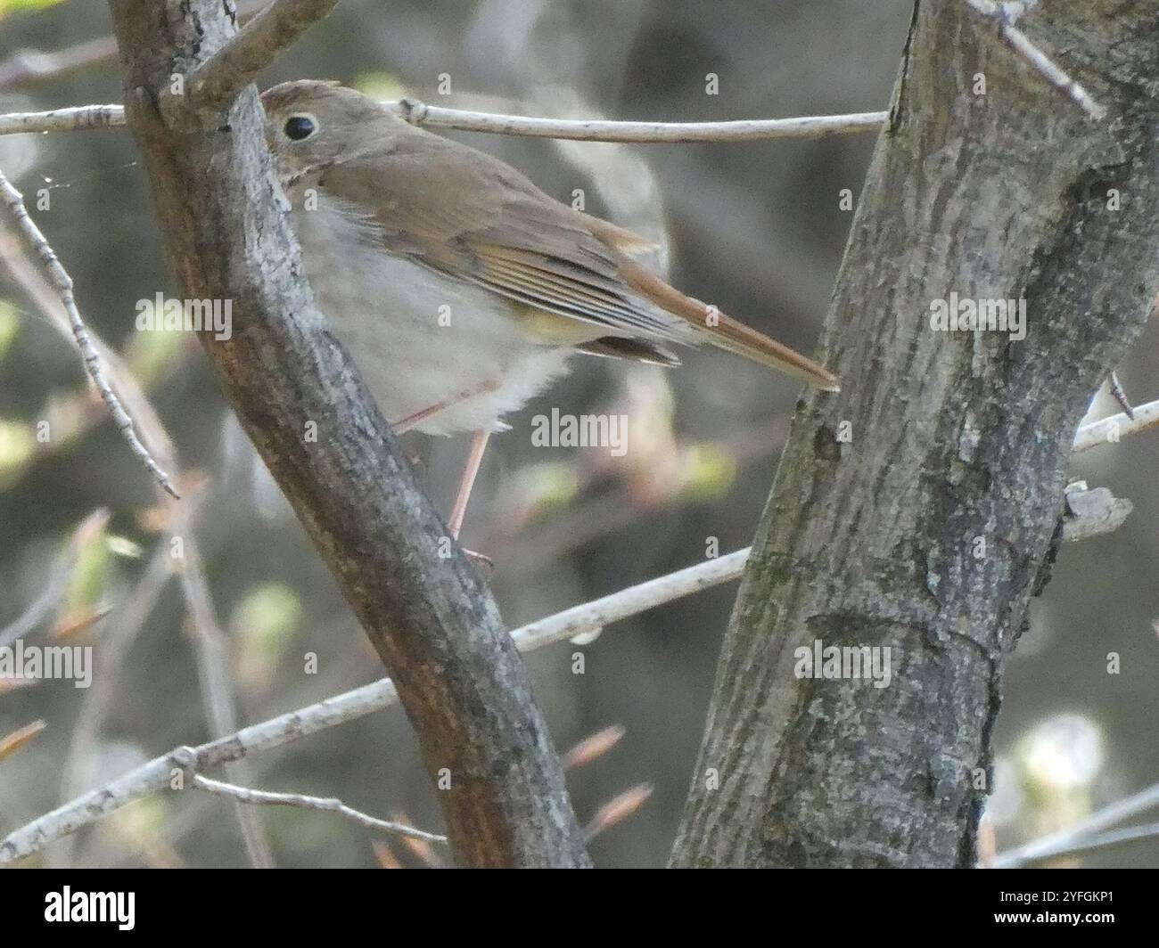 Hermit Thrush (Catharus guttatus Stock Photo - Alamy