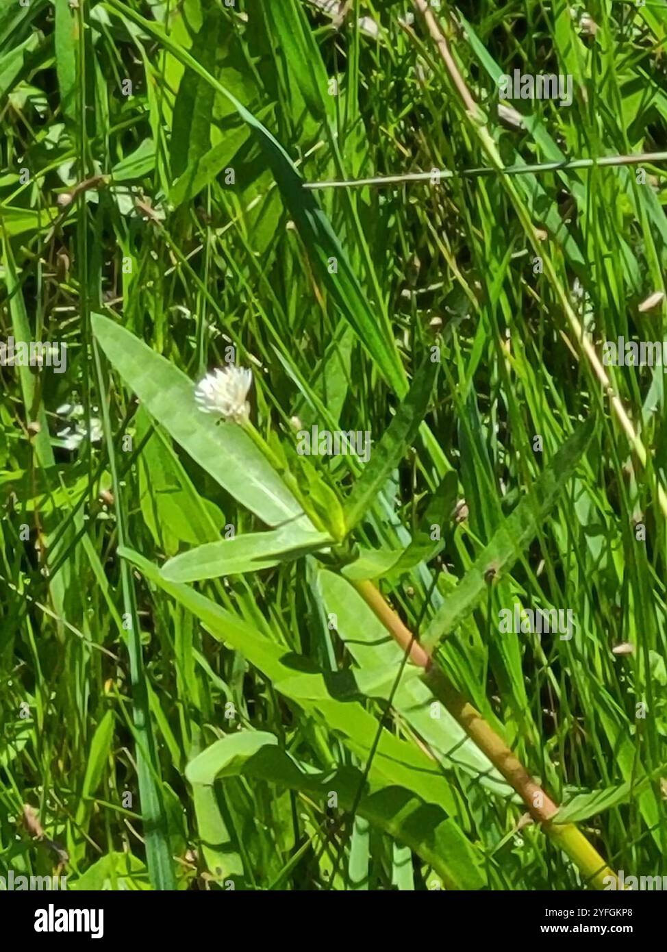 Alternanthera philoxeroides hi-res stock photography and images - Alamy