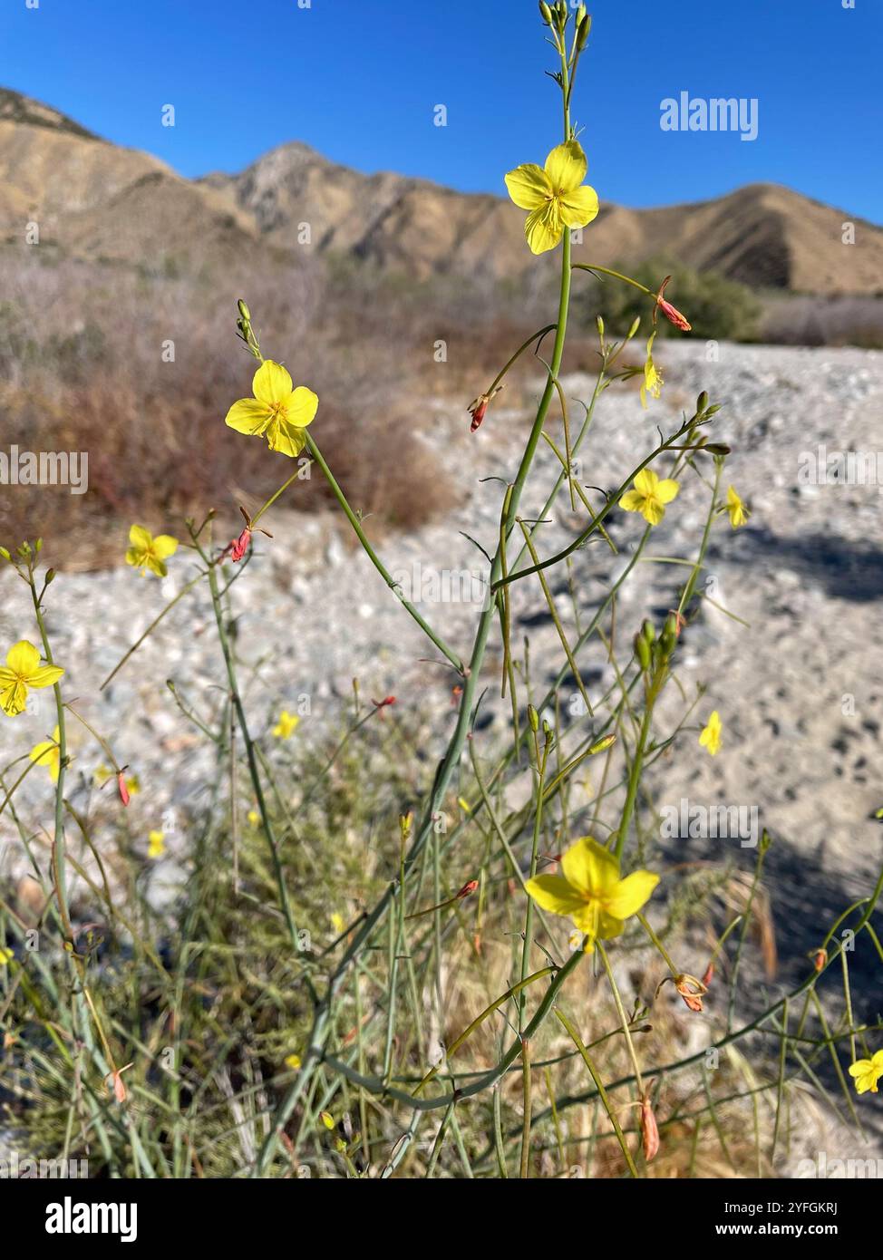 California primrose (Eulobus californicus Stock Photo - Alamy