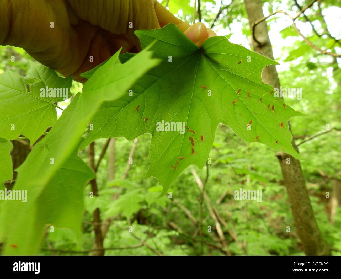 Spindle gall hi-res stock photography and images - Alamy