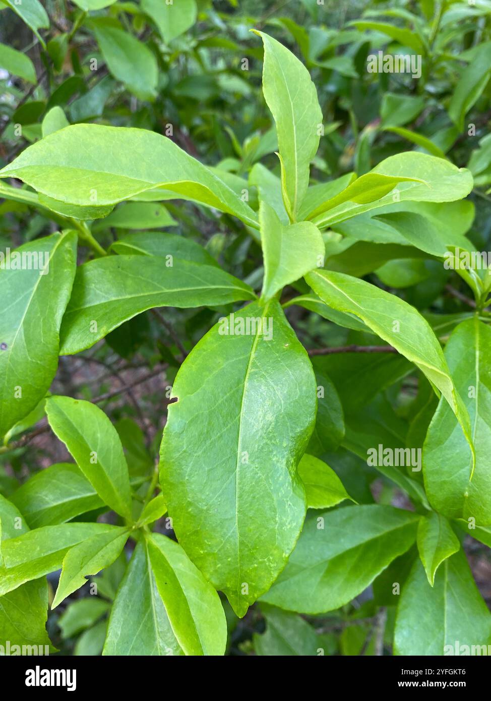 Sweetleaf (Symplocos tinctoria Stock Photo - Alamy
