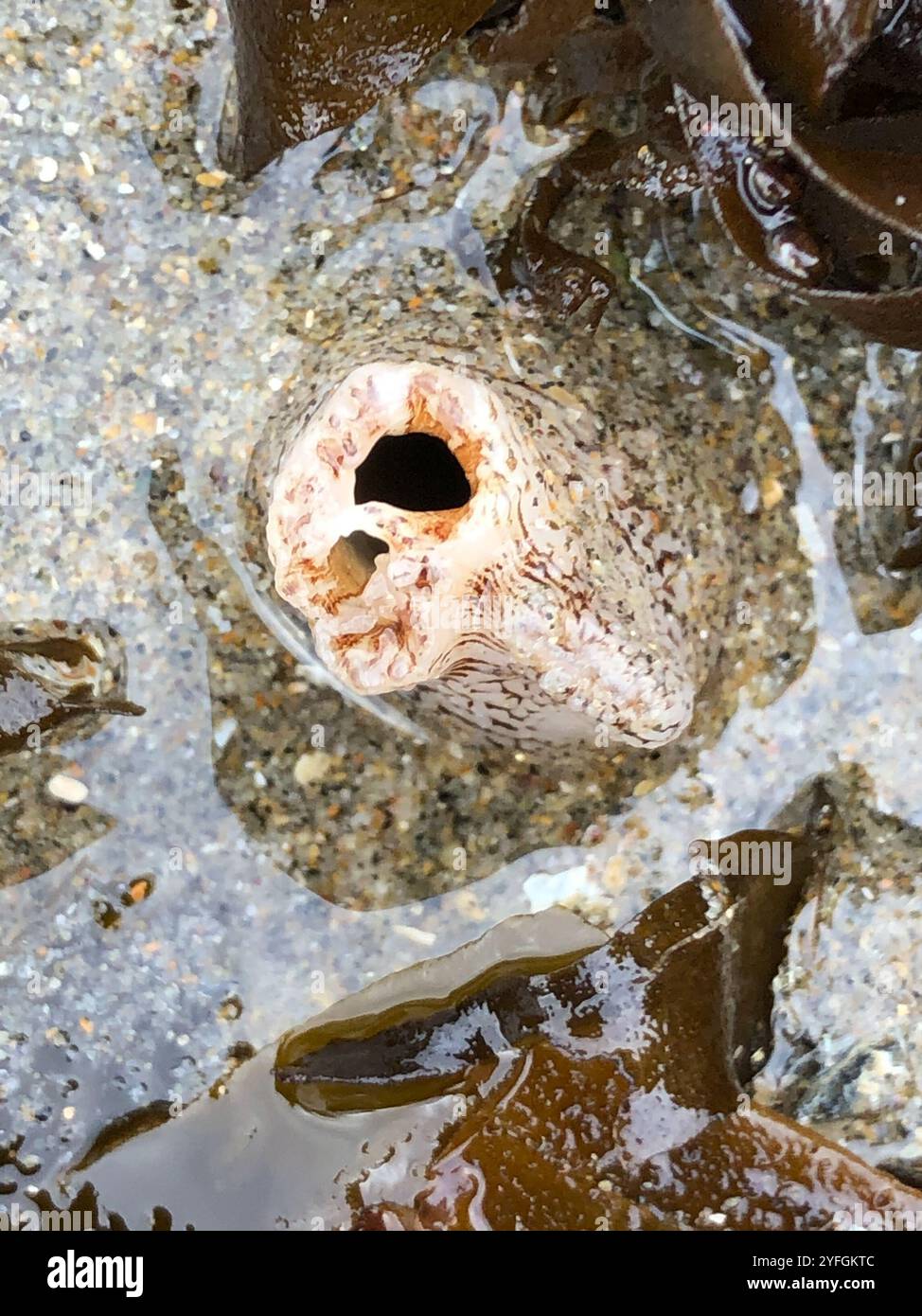 Rough piddock hi-res stock photography and images - Alamy