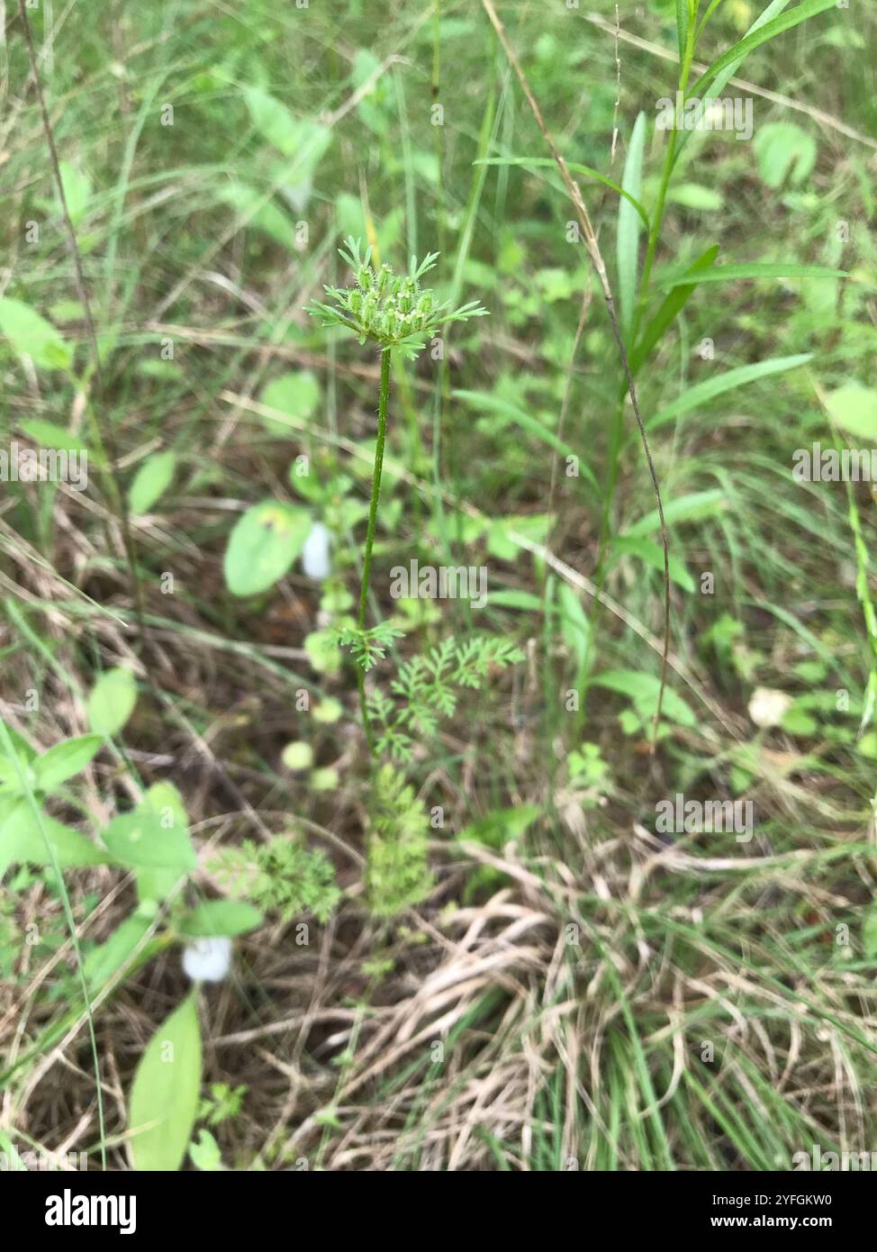American wild carrot (Daucus pusillus Stock Photo - Alamy