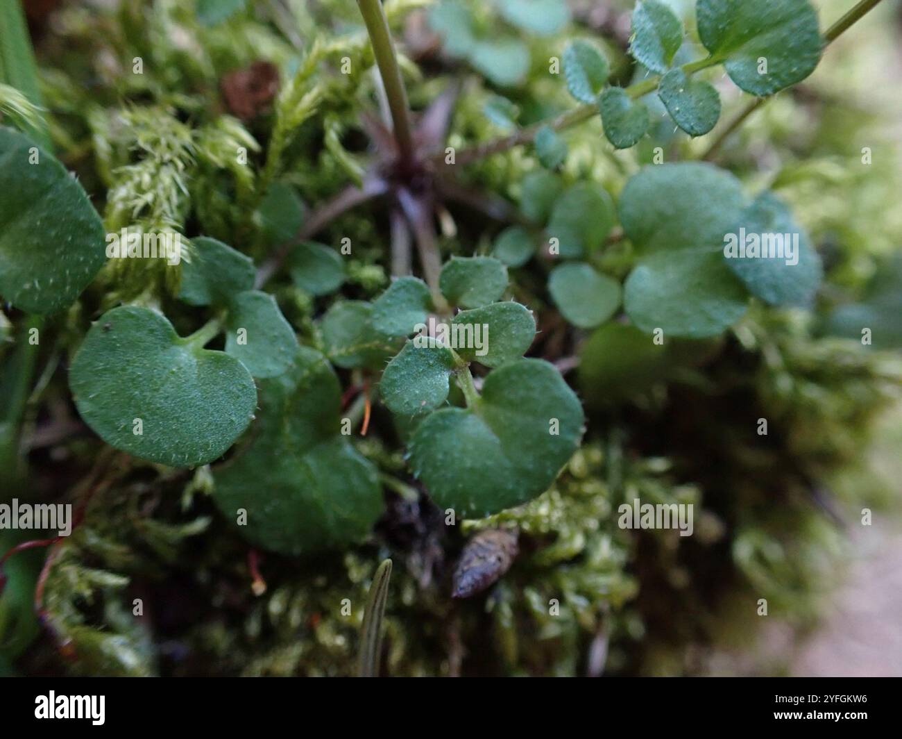 hairy bittercress (Cardamine hirsuta Stock Photo - Alamy