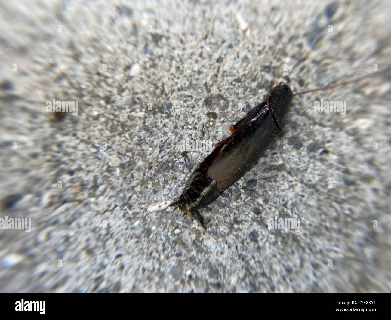 Oriental Cockroach (Blatta orientalis Stock Photo - Alamy
