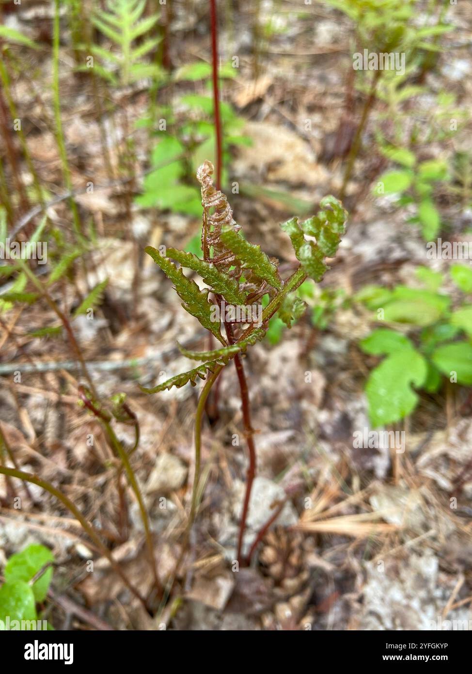 sensitive fern (Onoclea sensibilis Stock Photo - Alamy