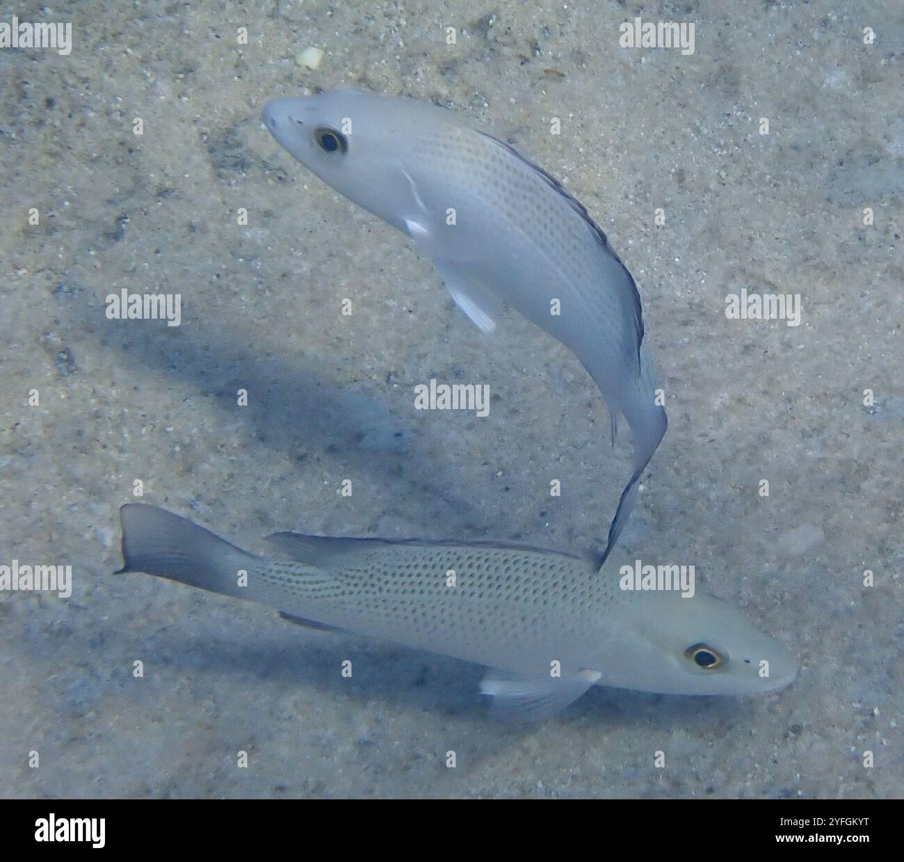 Gray Snapper (Lutjanus griseus Stock Photo - Alamy